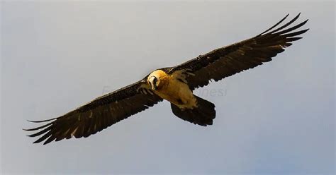 Top 10 Birds With Largest Wingspan Which Bird Has Longest Wingspan