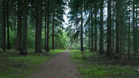 Trees Path Forest Free Stock Video Pixabay