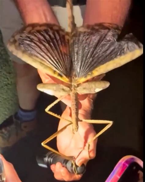 Inseto Pau Gigante De 40 Cm é Descoberto Na Austrália Veja Imagens
