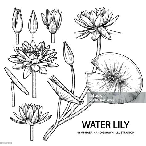 스케치 플로럴 장식 세트 물 백합 꽃 도면 흰색 배경에 고립 된 검은 색 라인 아트 손으로 그린 식물 삽화 요소 벡터입니다 수련속에 대한 스톡 벡터 아트 및 기타 이미지