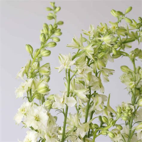 Delphinium Larkspur White Bulk Diy Bulk Flowers In Montreal Le