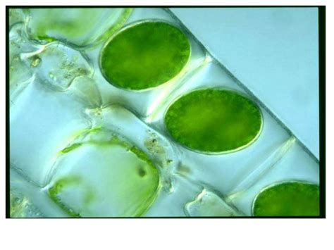 Sbp Paper 1 Unit 2 Algaepptx