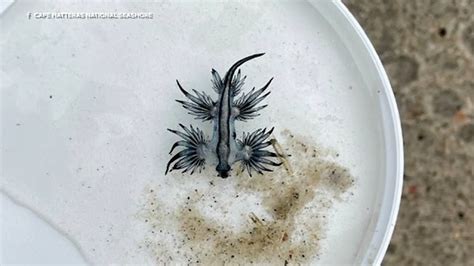 What Is A Blue Sea Dragon Nc Beachgoers Warned To Avoid Venomous Sea