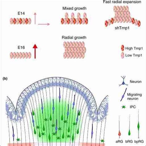 Divergence Of Radial Fibers And Cerebral Cortex Expansion A