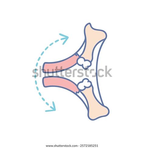 Unique Styloid Process Radius Anatomy Vector Stock Vector Royalty Free