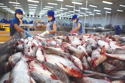 Trái ngọt từ những nỗ lực tái khẳng định vị thế và thương hiệu cá tra Việt Nam tại thị trường EU