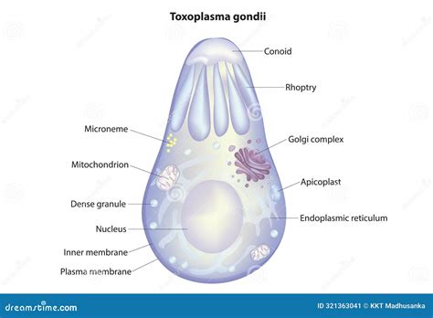 Toxoplasma Gondii Cartoon Vector 321363041