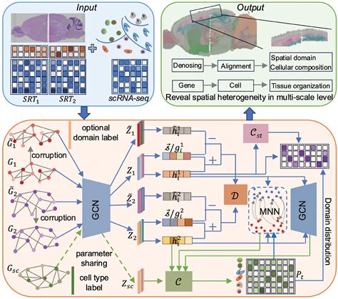 Multiscale Dissection Of Spatial Heterogeneity By Integrating Multi‐slice Spatial And Single