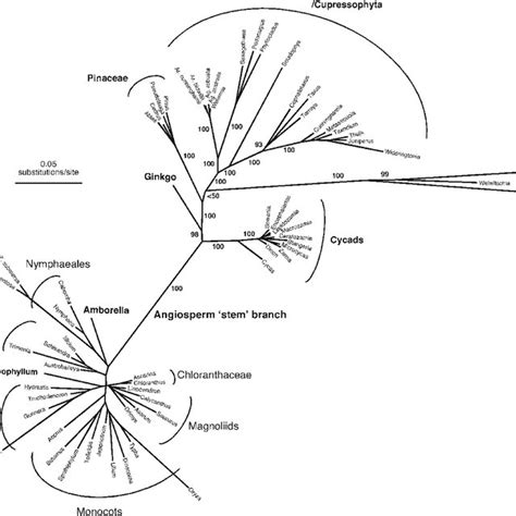 Unrooted Maximum Likelihood ML Phylogeny Of Fl Owering Plants Download Scientific Diagram