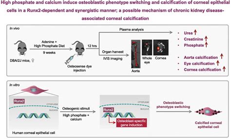 High Phosphate And Calcium Induce Osteoblastic Phenotype Switching And