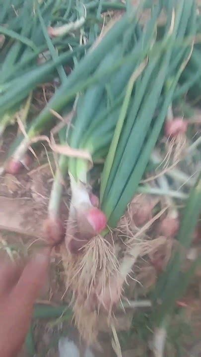 생긴건 양파 처럼 생겼는데 양파면 양파 농사 망한거쥬 Shorts Youtube