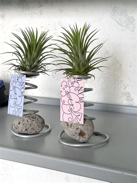 두왑플랜트 틸란드시아 이오난사 스프링 미드센츄리 오브제 테이블 인테리어 두왑플랜트 위시버킷