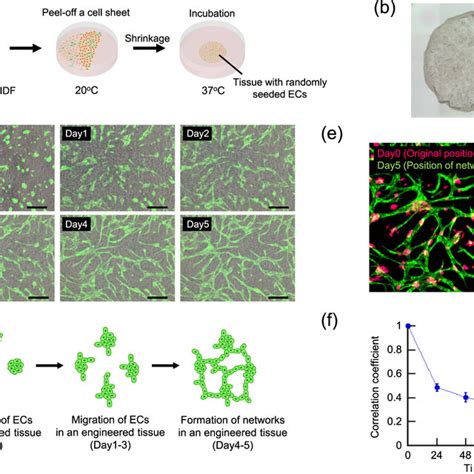 Engineered Tissues With Line Patterned Ecs A Schematic Illustration
