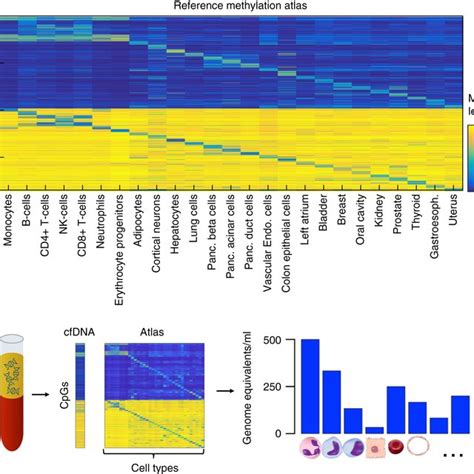 Dna Methylation Patterns Allow For Accurate Deconvolution Of Simulated Download Scientific