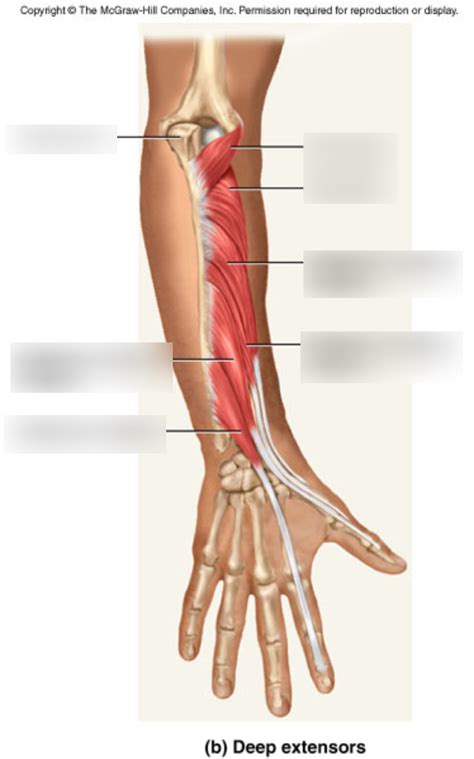 Deep Extensors Diagram Quizlet