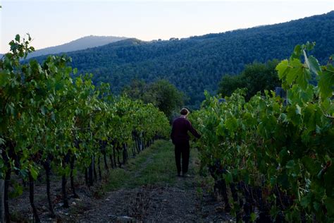 Dalle Aule Di Oxford Allesperienza In Vigna La Parola A James Marshall Lockyer Vendemmie