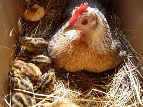 Quail Chicken