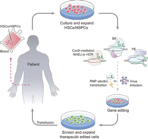 Figure 1 From Advances In Crisprcas Gene Therapy For Inborn Errors Of Immunity Semantic Scholar