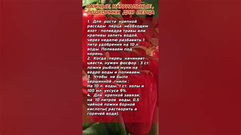 Важные Натуральные Подкормки для Перца рассада перец удобрение огород Shortvideo