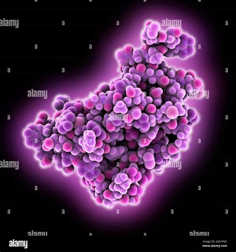 Human Prion Protein Molecular Model Prions Are Abnormal Proteins That Cause A Group Of Fatal