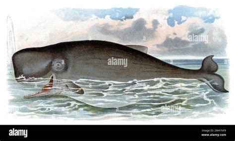 Sperm Whale Or Cachalot Physeter Catodon Syn Physeter Macrocephalus