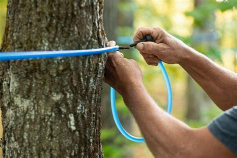 How Is Maple Syrup Made Maple From Canada