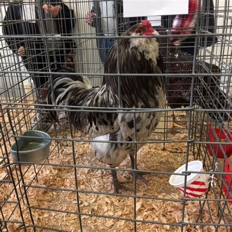 Ameraucana Vs Araucana Vs Easter Egger Aka Vashon Seramas