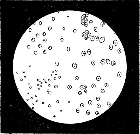 Elementary Diatomaceous Monads Vintage Engraving 34498303 Vector Art