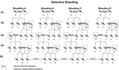 Selective Breeding at emaze Presentation