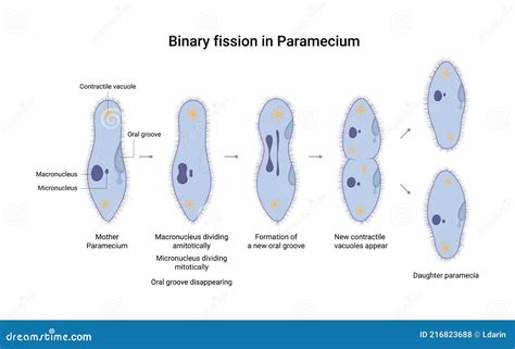 Binary Fission Cartoon Vector 64411125