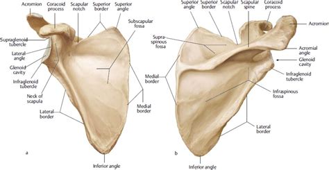 Right Scapula Lateral View