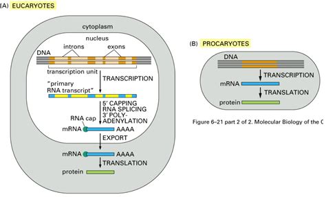 Rna Processing
