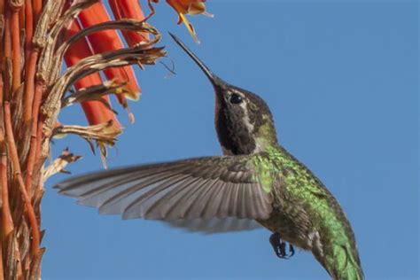 Land Bird Monitoring Catalina Island Conservancy