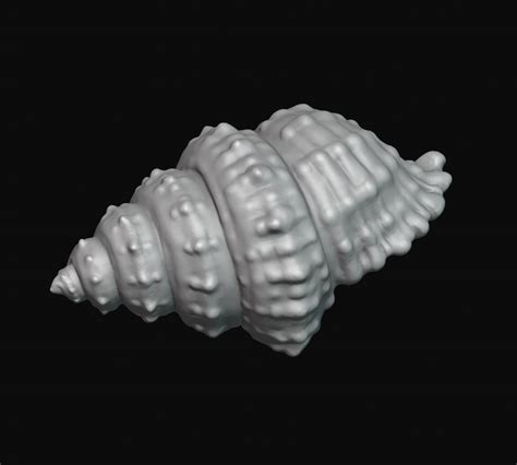 3d seashell 3d print turbosquid 1873756