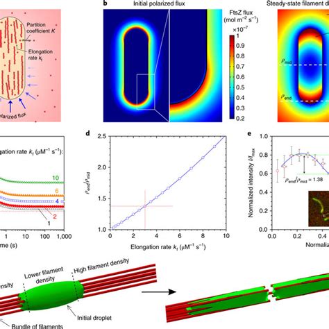 A Combination Of Ftsz Dissipative Self Assembly And Download Scientific Diagram