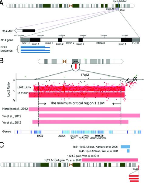 Depiction Of Significant Cnv Regions For Cnvs Red Bars Represent Loss
