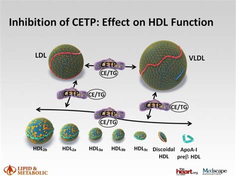 Ppt The Role Of Cetp In Reverse Cholesterol Transport Will Its
