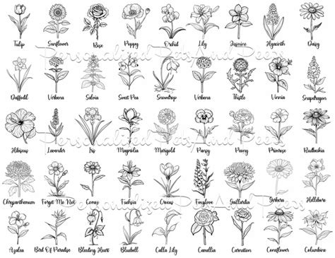 Single Flowers With Names Clipart Set Of 45 Flower Sketch Floral Png