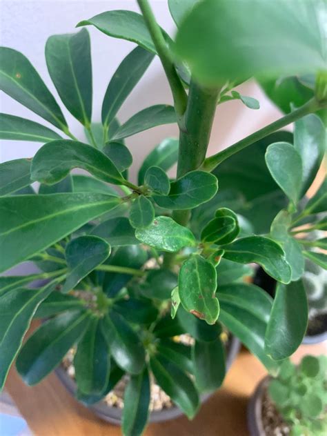 홍콩야자 잎이 쪼글아들고 떨어져요ㅜㅜ 지식in