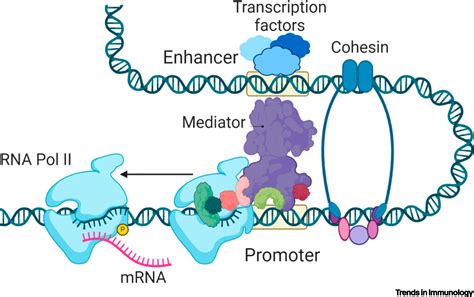 What Is An Enhancer At Erin Birks Blog