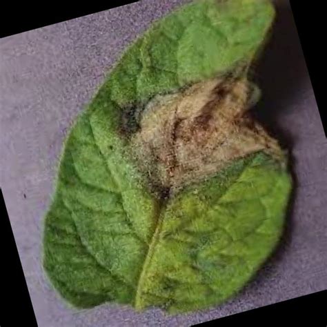 Tomato Pestanddiseases Object Detection Dataset V1 Tomato V1 By Absolute