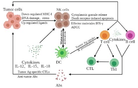 Potensi Dendritic Cell Dc Dan Natural Killer Nk Cell Untuk Terapi