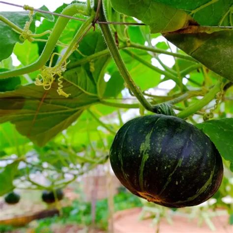 12 Zwarte Groenten Die Je Tuin Een Vleugje Gotische Elegantie Geven