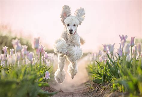 Dog Photography - Indigo Pet Photography