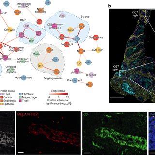 Correlations Between MPs Of Different Cell Types A Cytoscape Graph Of