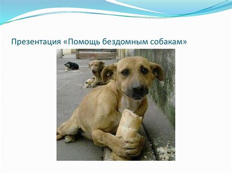 Помощь бездомным собакам - презентация онлайн