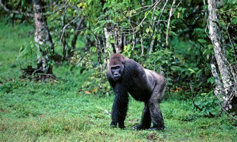 Francophone Equatorial Africa Worth It Places