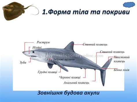 Презентація до уроку Клас хрящові риби