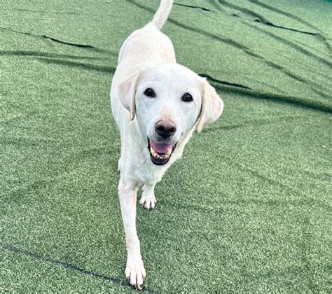 라브라도리트리버조이 강아지책임분양 컴투펫위탁보호센터 강아지무료분양 고양이무료분양 강아지파양 고양이파양 라브라도리트리버조이 강아지책임분양 컴투펫위탁보호센터 강아지무료분양 고양이무료분양 강아지파양 고양이파양