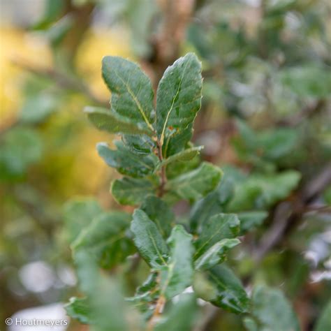 Quercus Suber Houtmeyers Plantencentrum En Boomkwekerij Laakdal